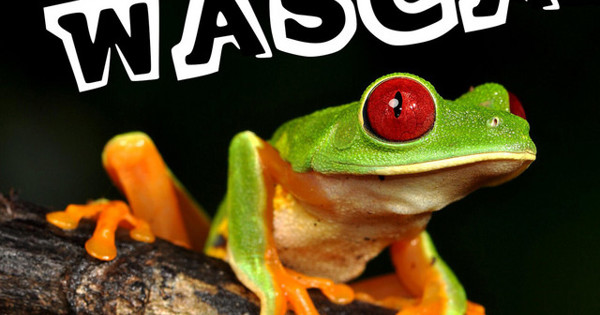 Mr Traumatik, Coco Dubz - Wasca