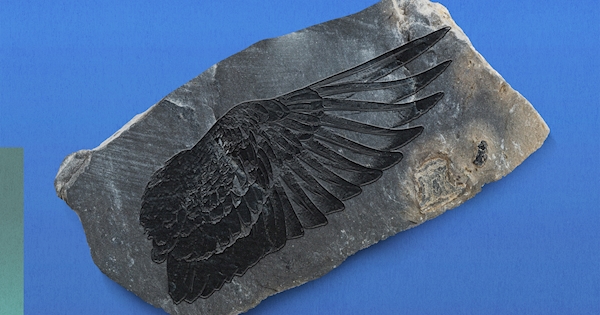 ilan Bluestone - Scars