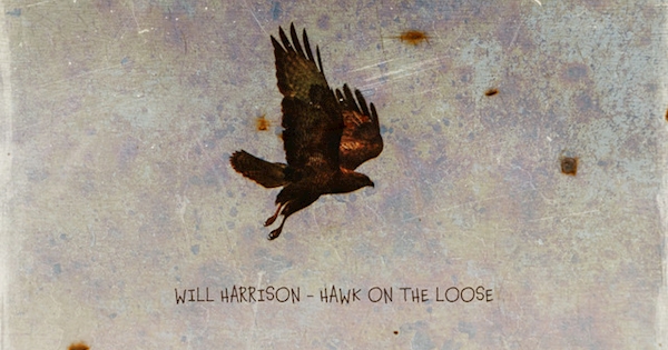Will Harrison - Hawk on the Loose