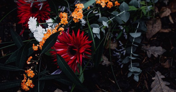 Jojo Reeds - Flowers
