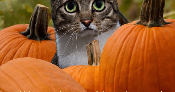 Happy Halloween Music - Kitty Cat Sneaking Around the Pumpkin Patch
