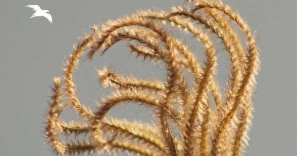 Maldesoule Presents 002: Chris Zippel & Tim Angrave (DJ Mix)