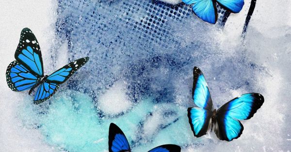 Frozen Butterfly