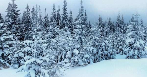 Various Artists - Windham Hill Christmas Collection