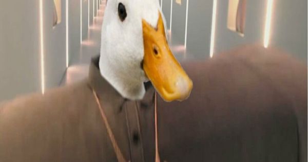 GeoToast - I'm a sick DUCK