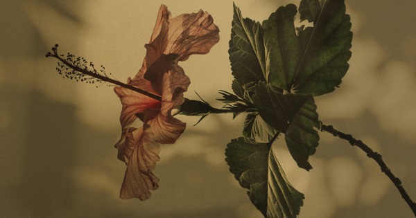 BJ Esporma "Dalangin"