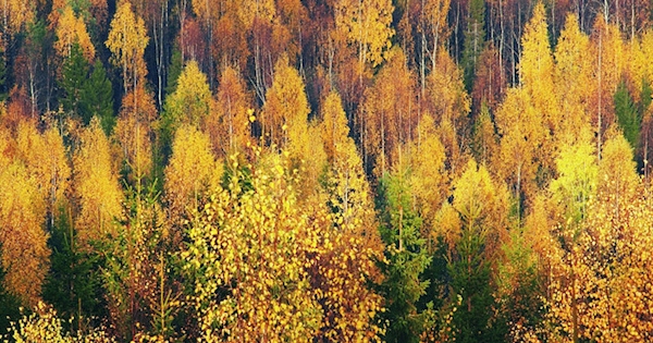 Floodplain - Every Bush Aflame