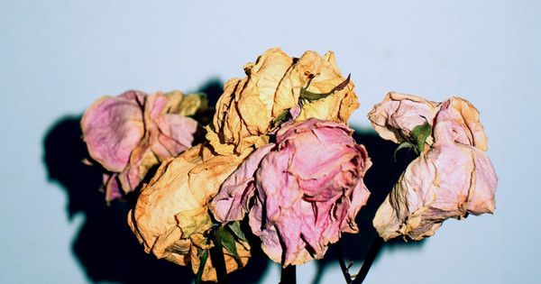 Hecht - Blau im Grau