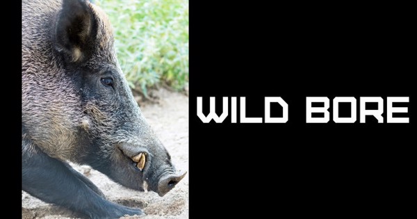 Catalyst - Wild Bore