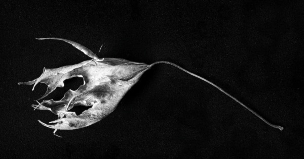 Christopher Cerrone - Cerrone: In a Grove