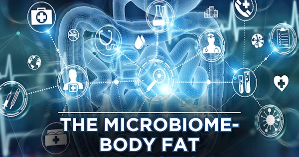 The Microbiome-Body Fat Connection