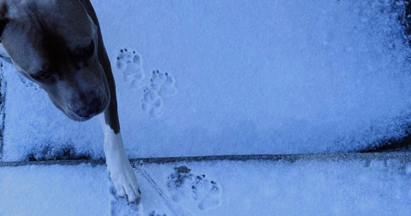 BEWARE OF DOG - cold