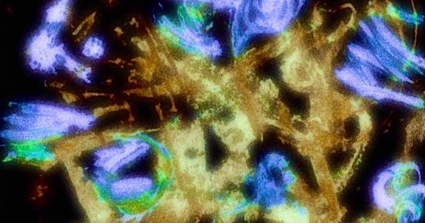 Jay Cinema - Alchemy