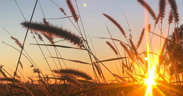 The Bush Takes Care Of Its Own