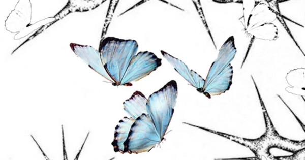 Sam Pine - junkie politics