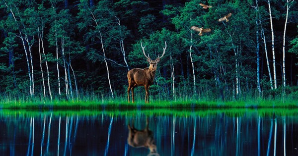 tacica - BEST ALBUM dear, deer