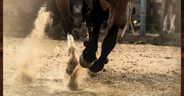Dear Rodeo