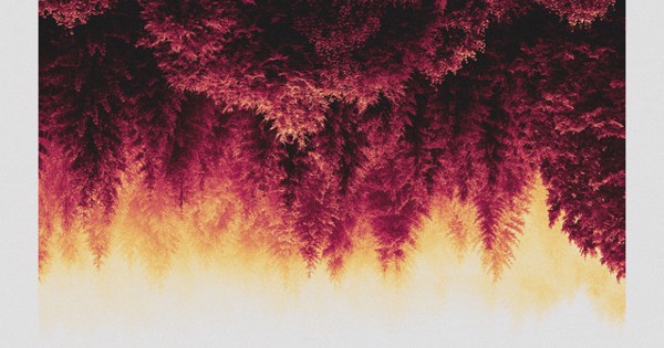 Martin Klem - Fever Trees