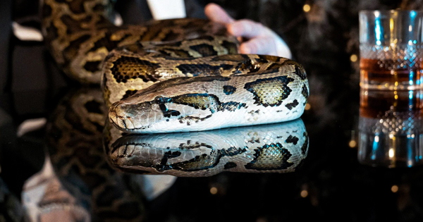 Craig Eddie - Strive