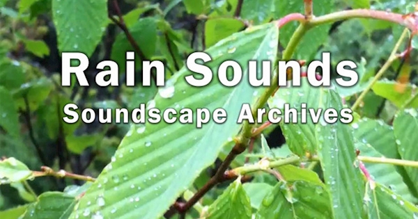 Rain Sounds -Soundscape Archives-