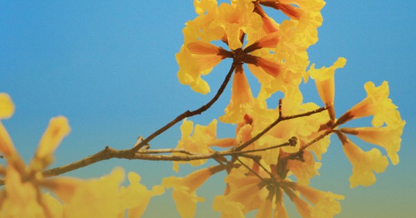 Wim Statius Muller, Louise Bessette - Wim Statius Muller: Antillean ...